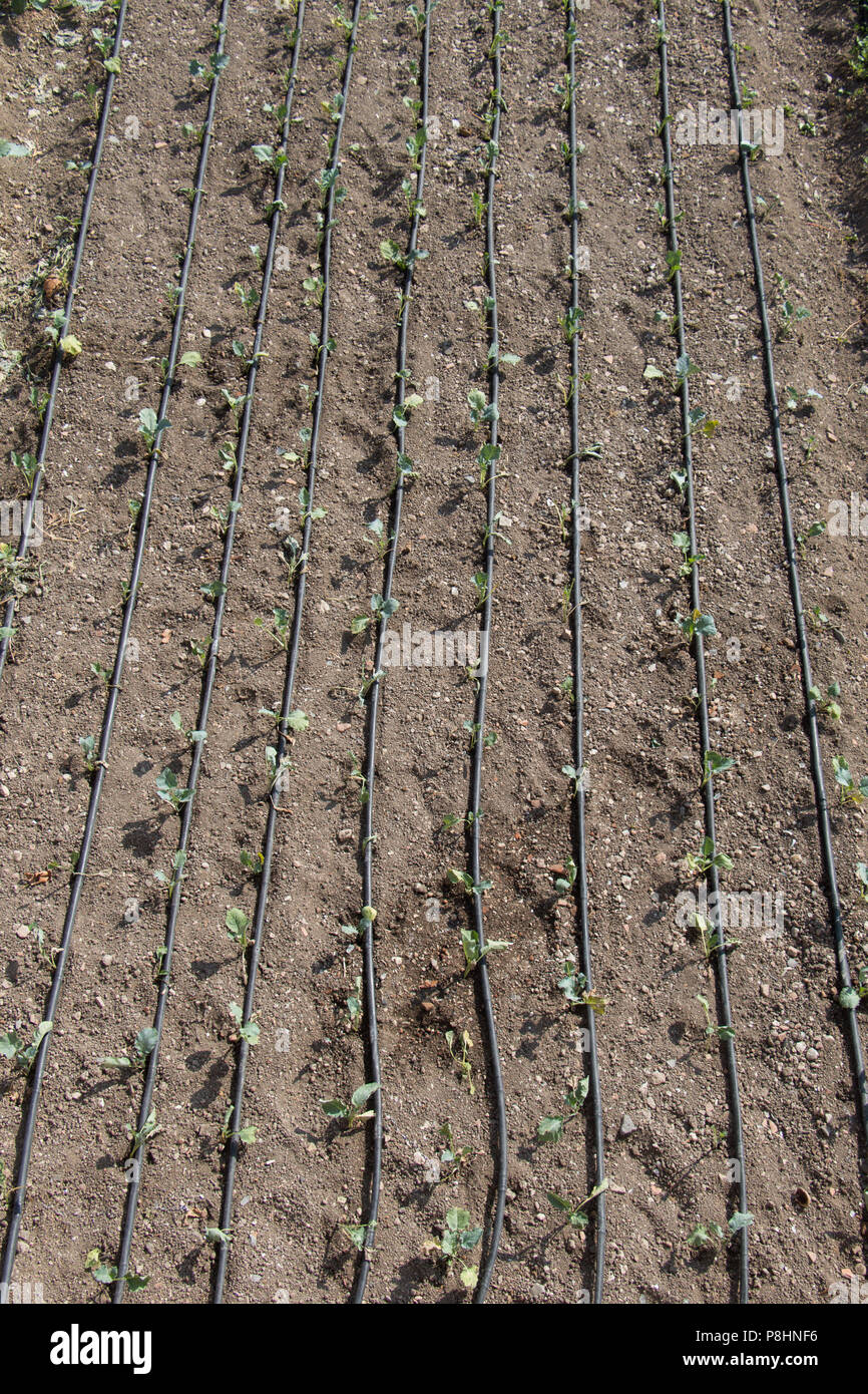 Irrigation system using sprinklers in a cultivated field for Watering ...
