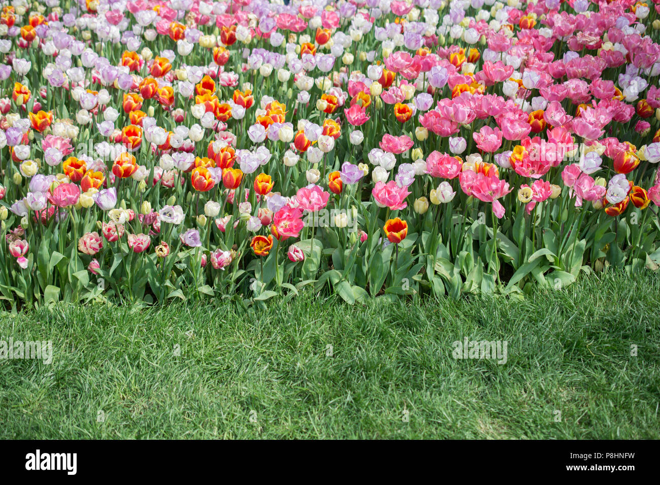 Blooming beautiful colorful natural flowers in view Stock Photo - Alamy