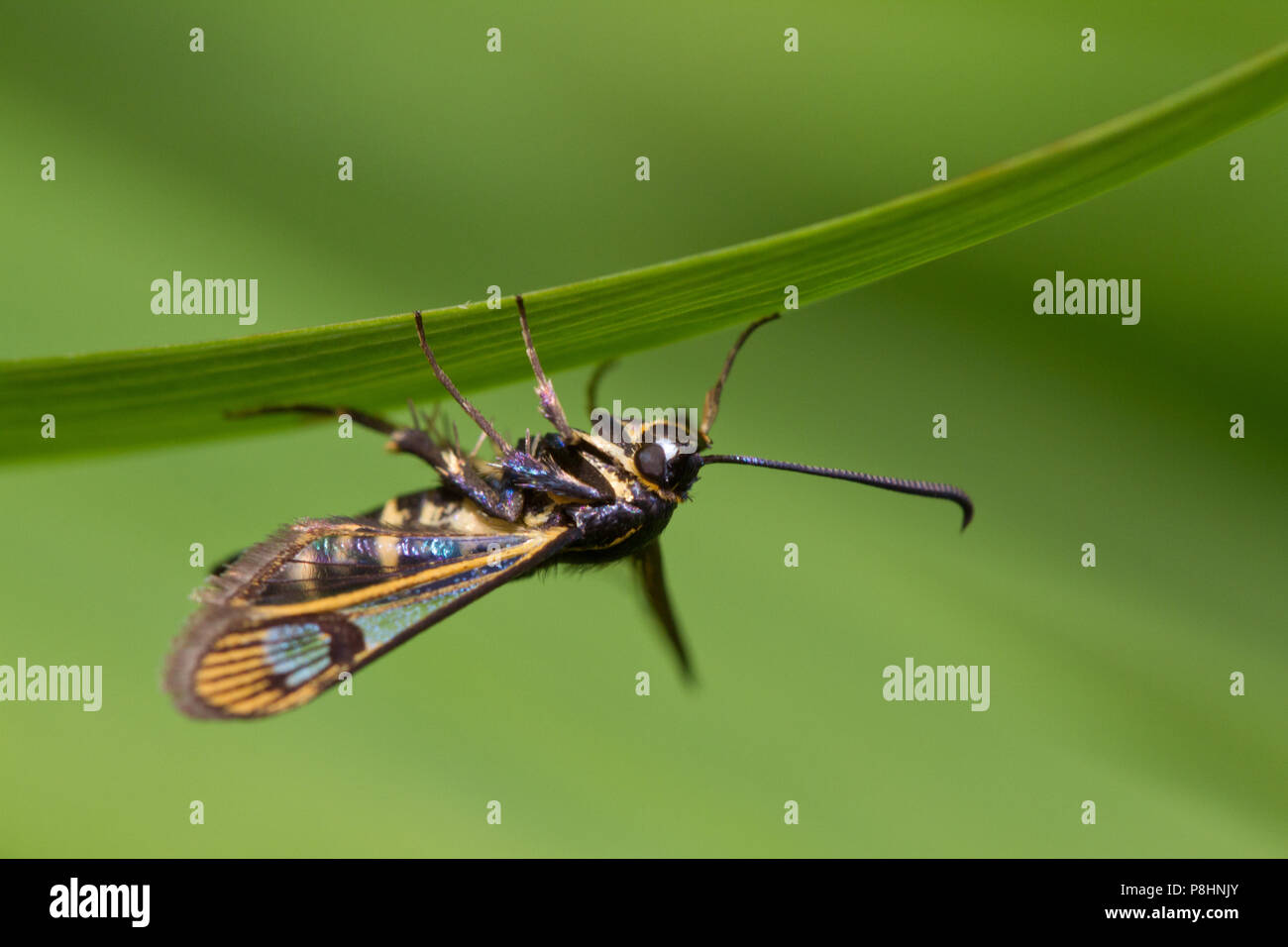 Currant Clearwing, Synanthedon tipuliformis, England, UK Stock Photo ...