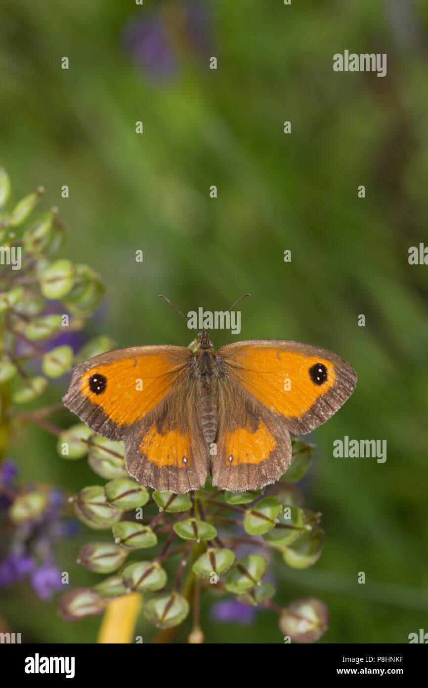 Gate keeper butterfly hi-res stock photography and images - Alamy