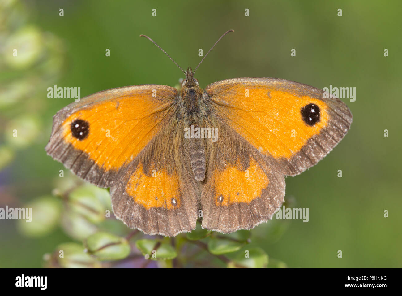 Gatekeeper, Pyronia tithonus, England, UK Stock Photo - Alamy