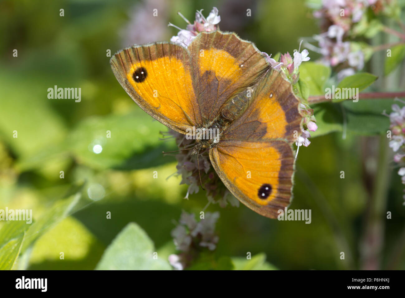 Gatekeeper, Pyronia tithonus, England, UK Stock Photo - Alamy