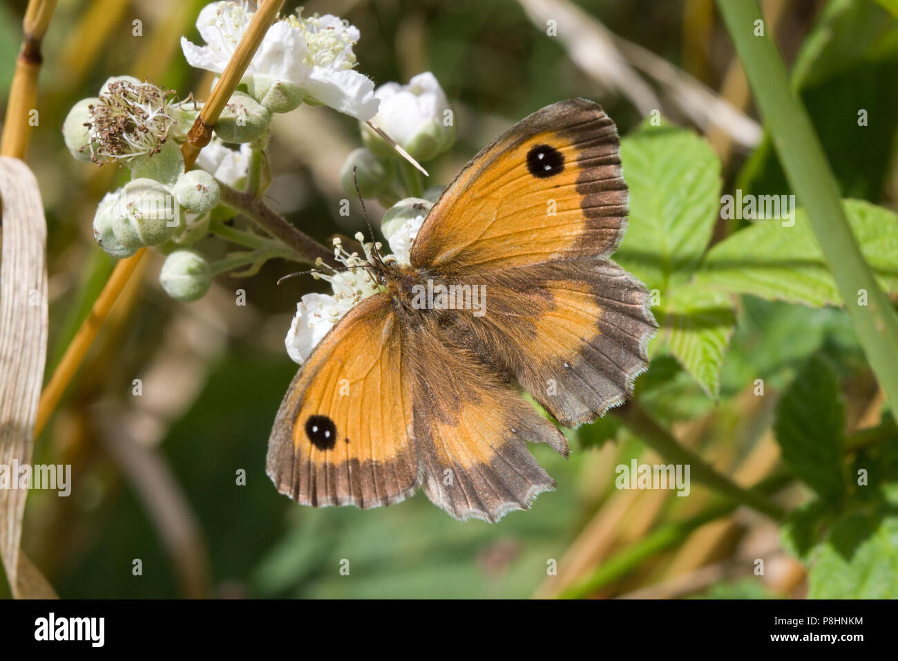 Gatekeeper, Pyronia tithonus, England, UK Stock Photo - Alamy