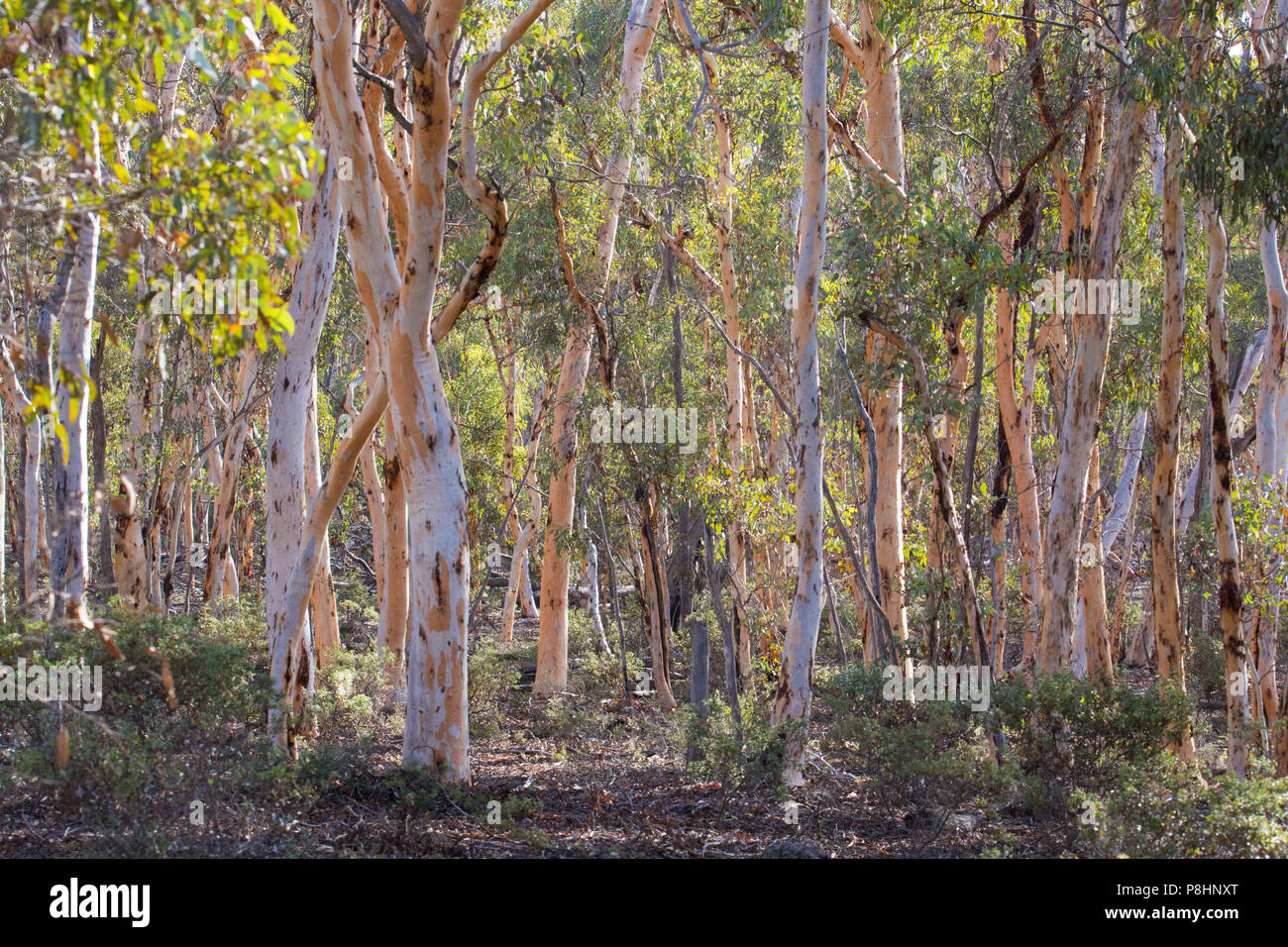 Wandoo woodland (Eucalyptus wandoo) in Dryandra State Forest, Western ...