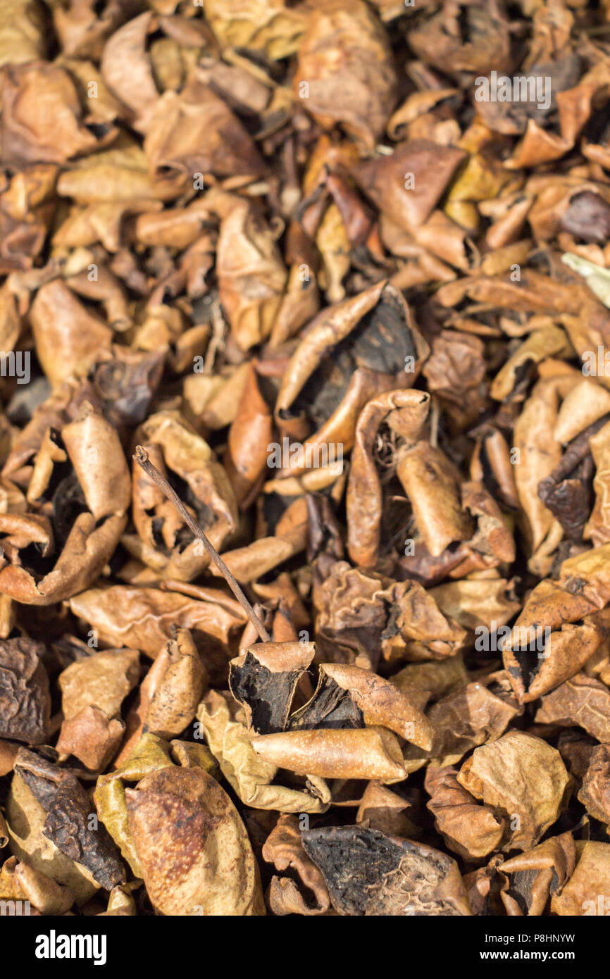 Dry herbal plants as food and remedy Stock Photo - Alamy