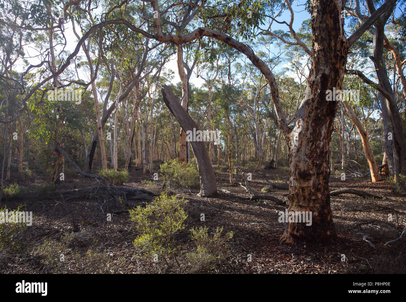 Wandoo woodland (Eucalyptus wandoo) in Dryandra State Forest, Western ...
