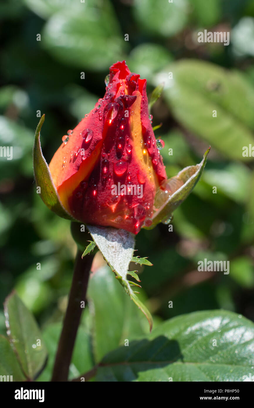 Blooming beautiful colorful rose bud in garden background Stock Photo ...