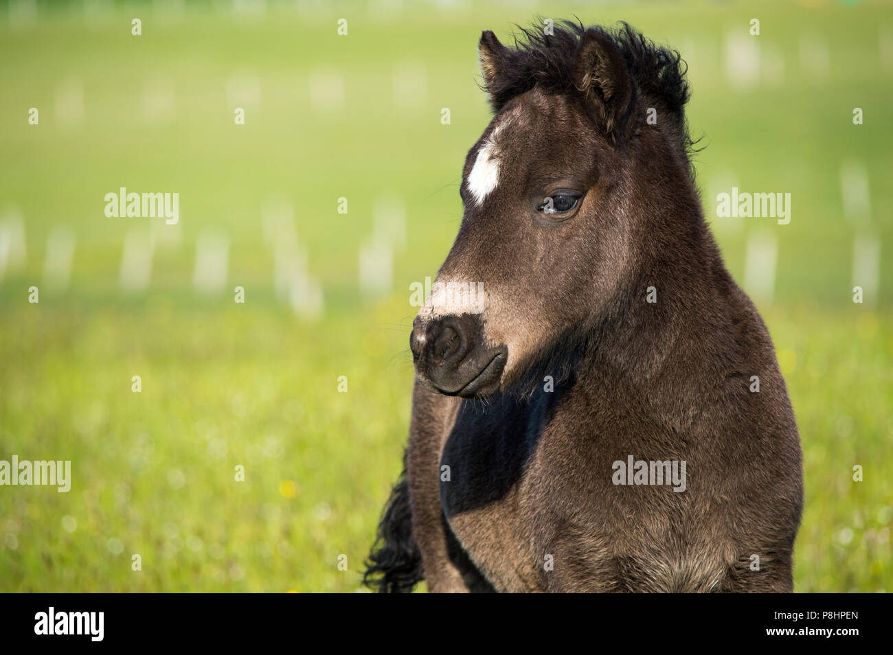 Shetland pony breeding hi-res stock photography and images - Alamy
