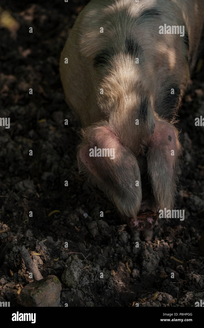 Snuffling pig hi-res stock photography and images - Alamy