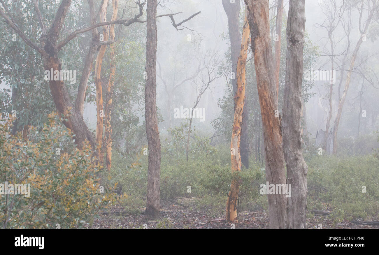 Early morning mist in wandoo woodland (Eucalyptus wandoo), Dryandra ...