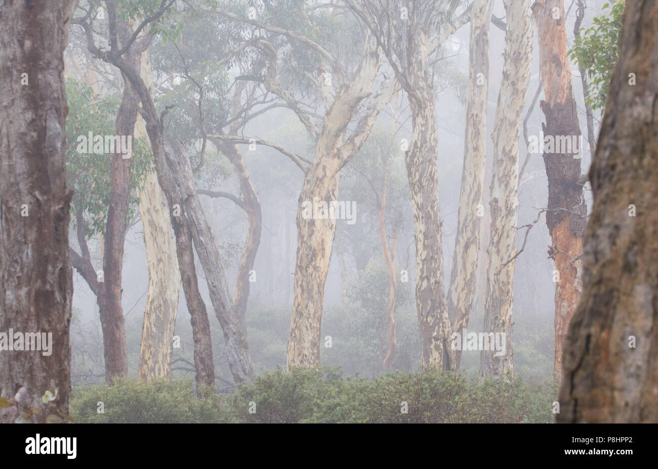 Early morning mist in wandoo woodland (Eucalyptus wandoo), Dryandra ...