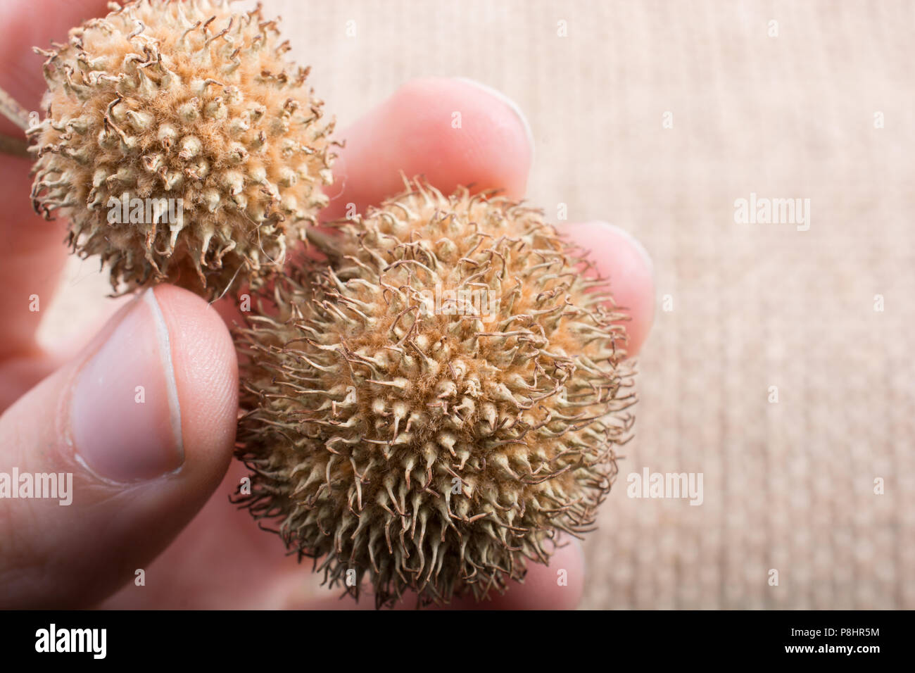 Hand holding pod, cone or capsule on background Stock Photo - Alamy