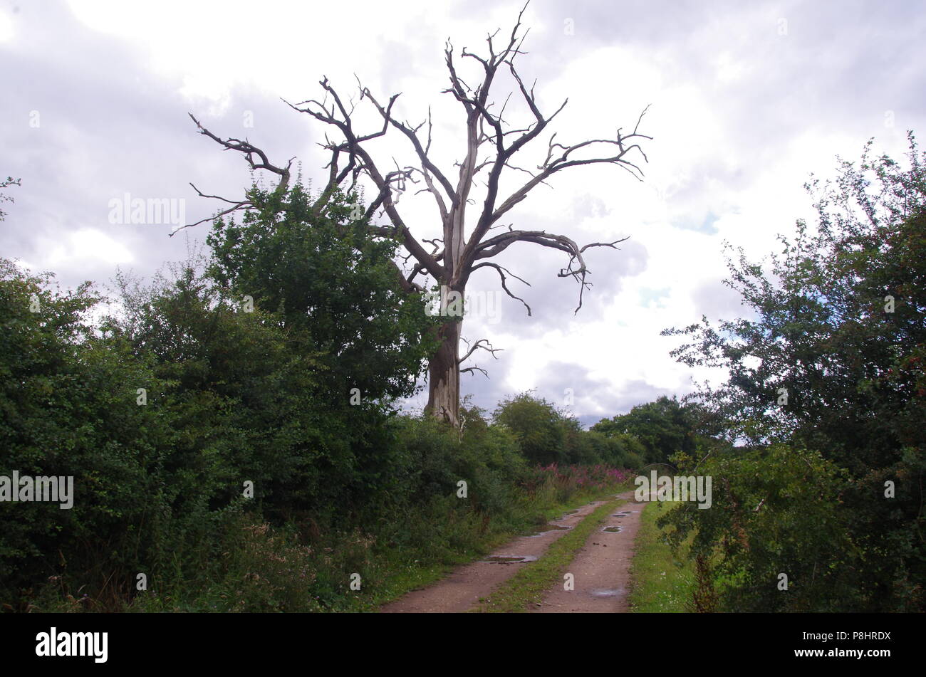 tree. Cross Britain Way. John o' groats (Duncansby head) to lands end ...