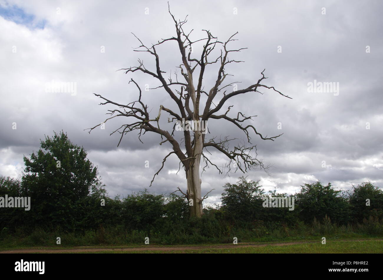 tree. Cross Britain Way. John o' groats (Duncansby head) to lands end ...