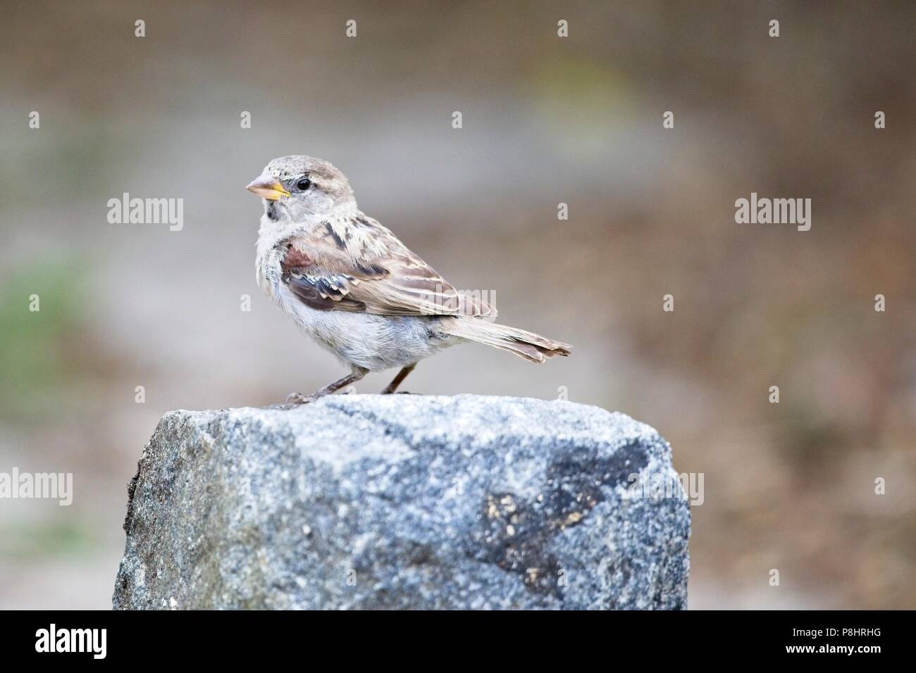 Juvenile house sparrow hi-res stock photography and images - Alamy