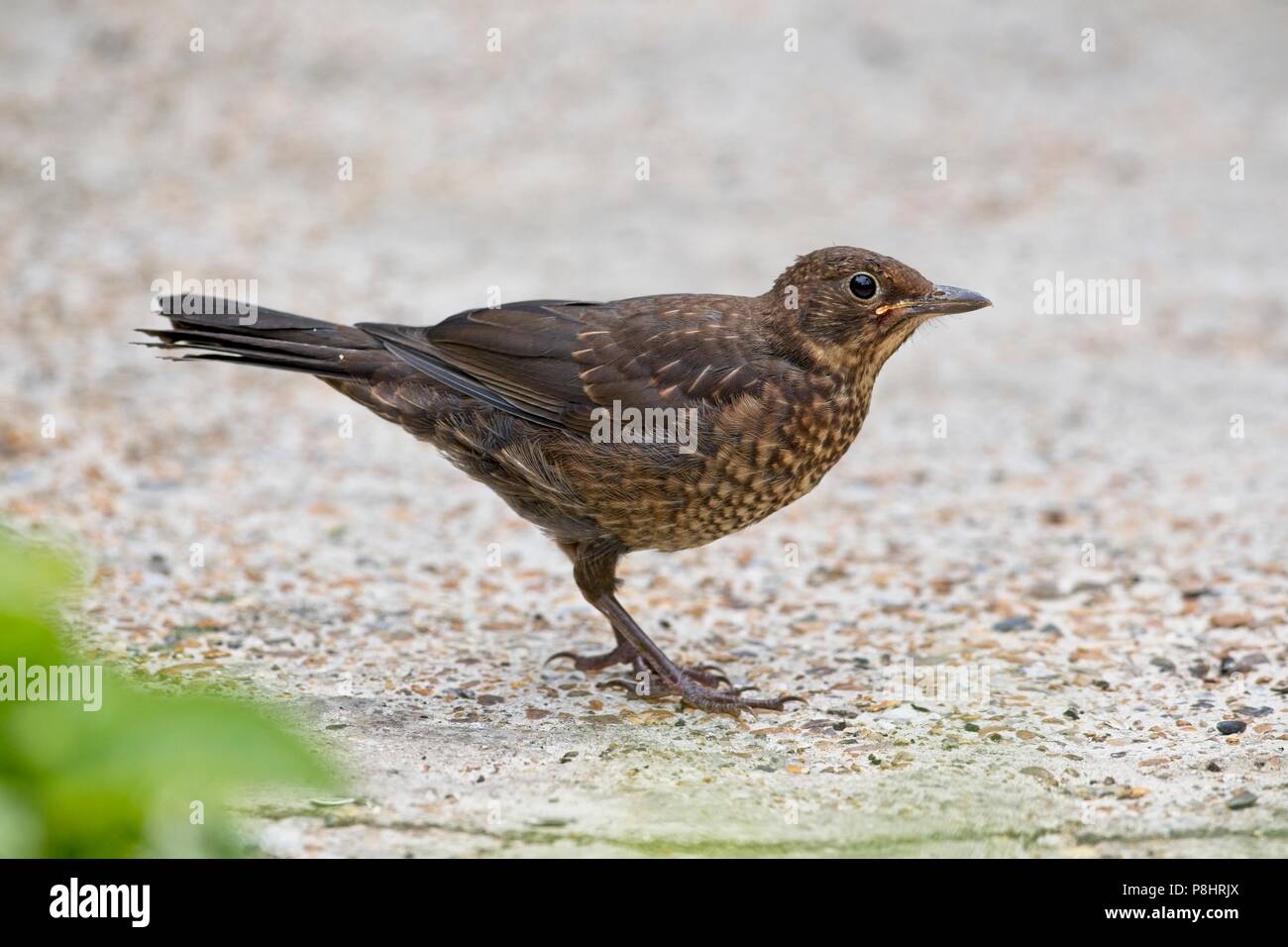 Blackbird uk juvenile hi-res stock photography and images - Alamy