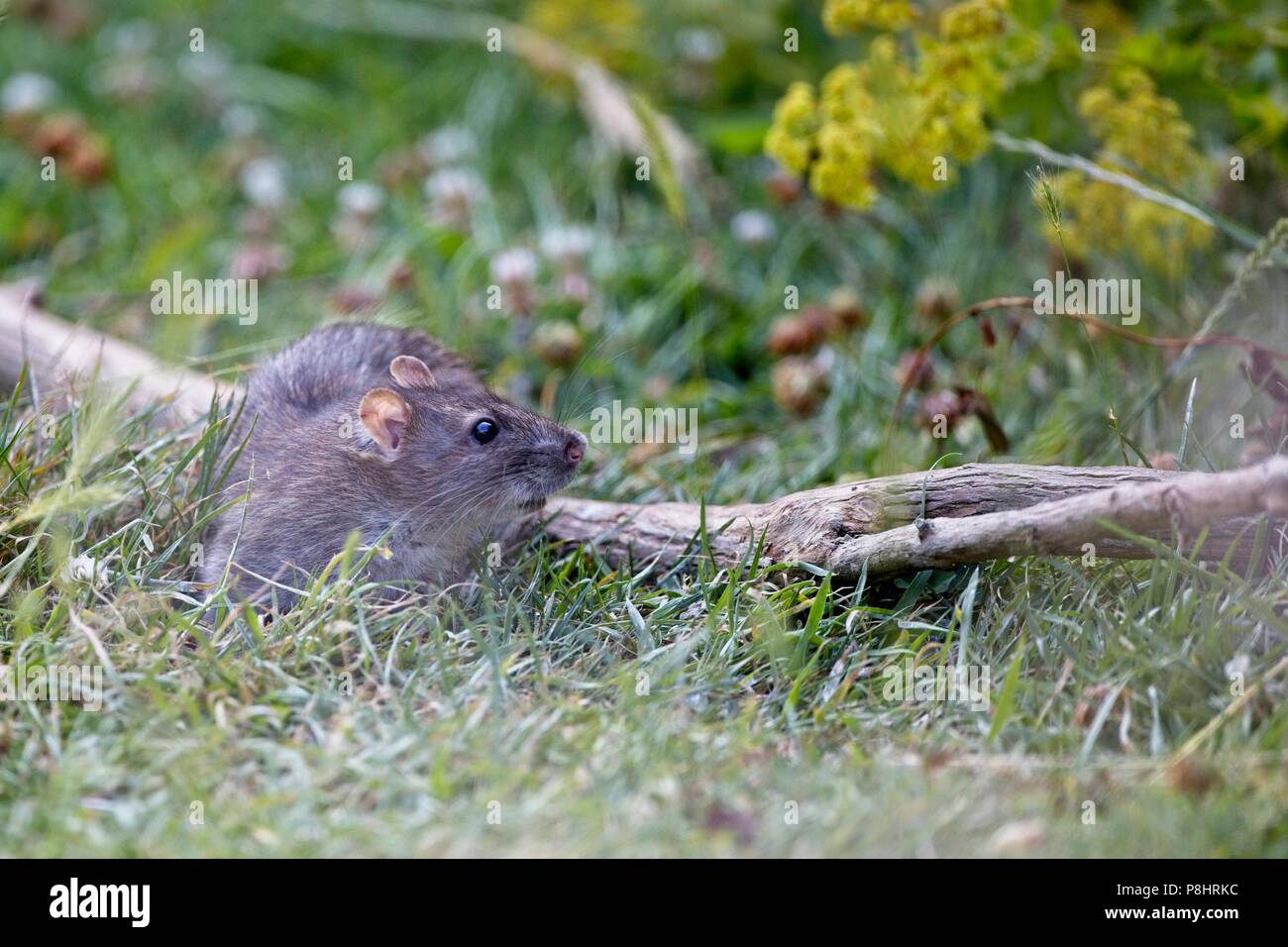 Rattus norvegicus hi-res stock photography and images - Alamy