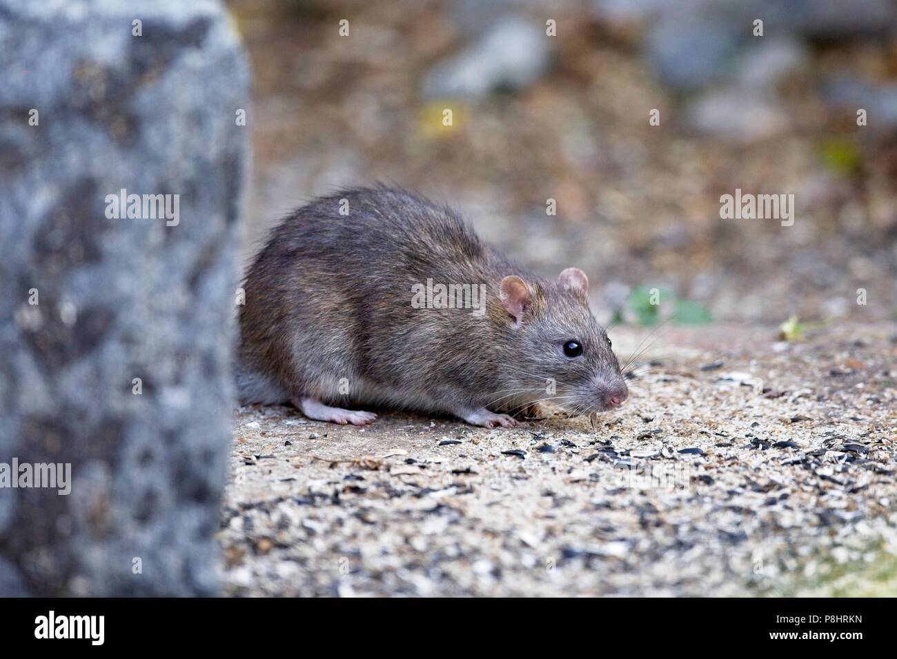 Brown rat (Rattus norvegicus) also known as a Common rat, East Sussex ...