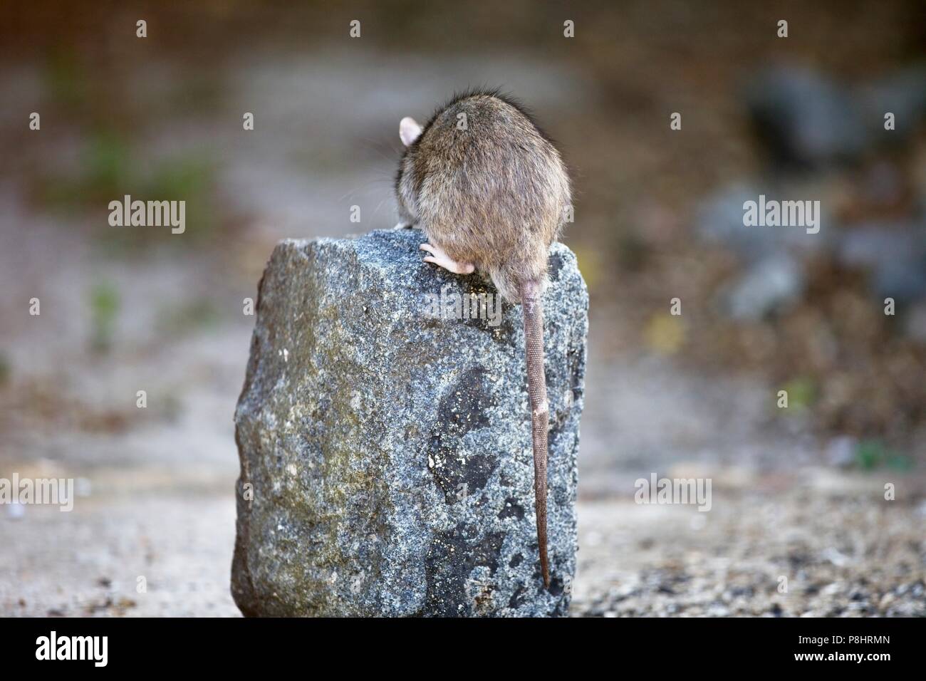 Brown rat (Rattus norvegicus) also known as a Common rat, East Sussex ...