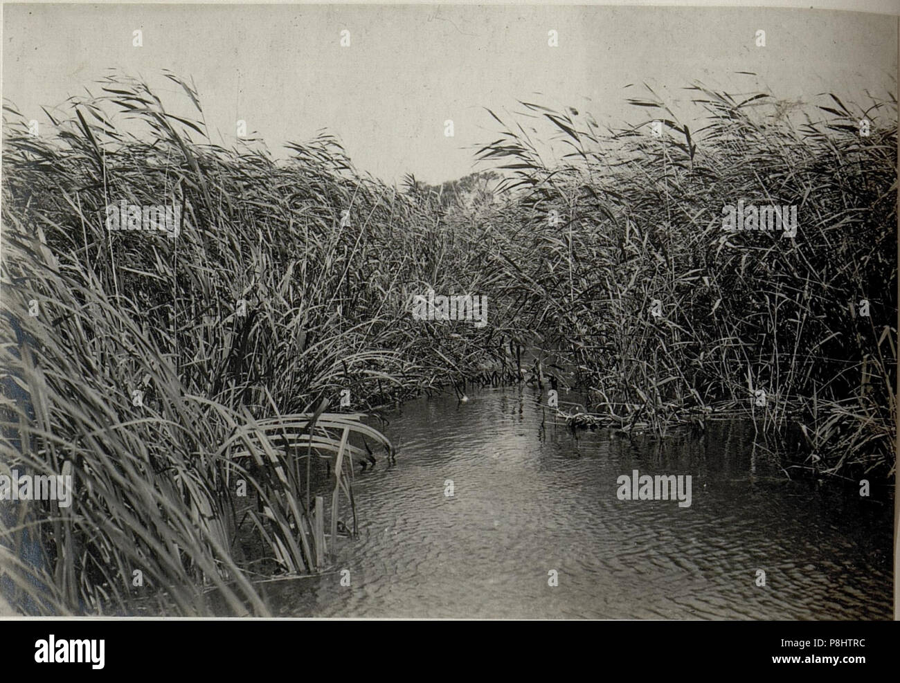 Skamander hi-res stock photography and images - Alamy