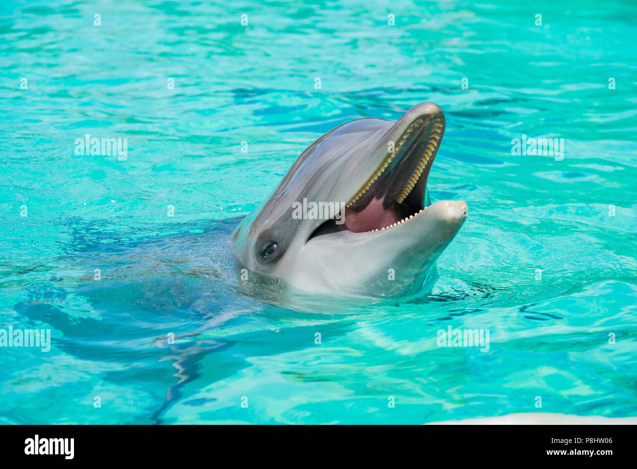 Cute Dolphin in the famous SeaWorld at San Diego Stock Photo - Alamy