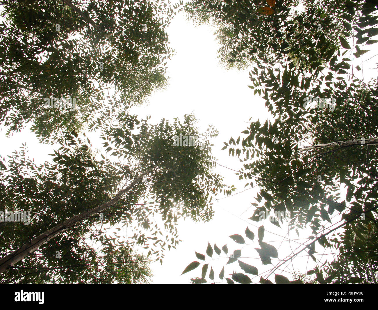 Trees, Linhares, Espírito Santo, Brazil Stock Photo - Alamy