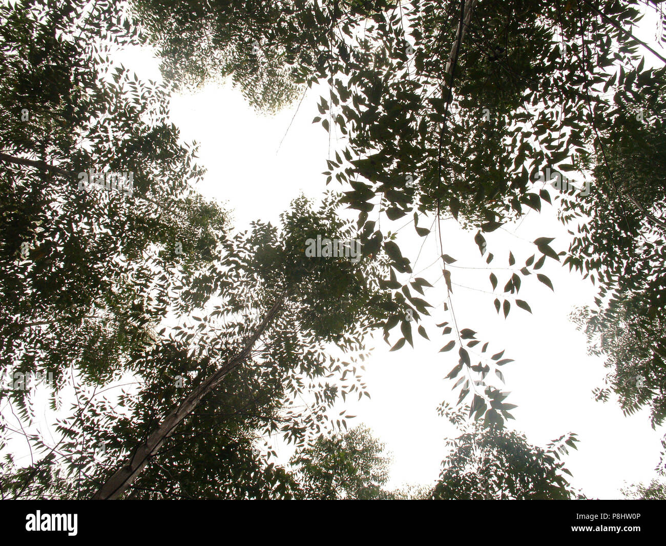 Trees, Linhares, Espírito Santo, Brazil Stock Photo - Alamy