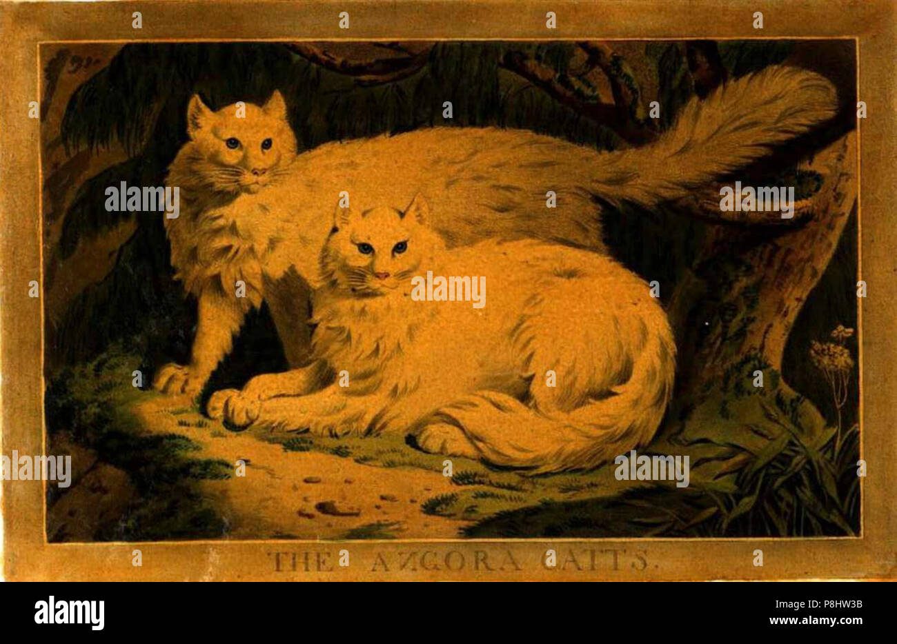 8, Persian Cat, Charles Catton's Animals (1788) (cropped Stock Photo ...