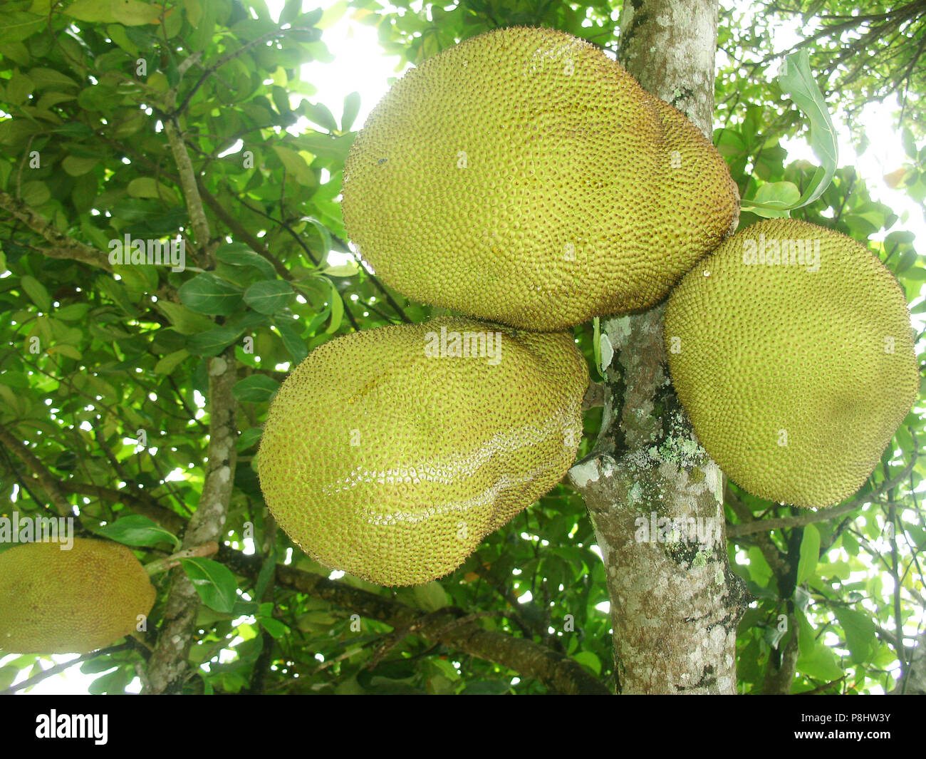 Fruit, Jaca, tree, Linhares, Espírito Santo, Brazil Stock Photo - Alamy