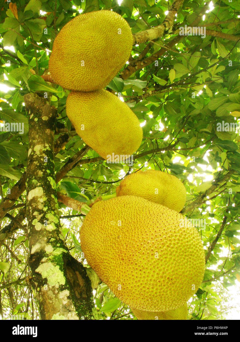 Scientific name of jackfruit leaves hi-res stock photography and images ...