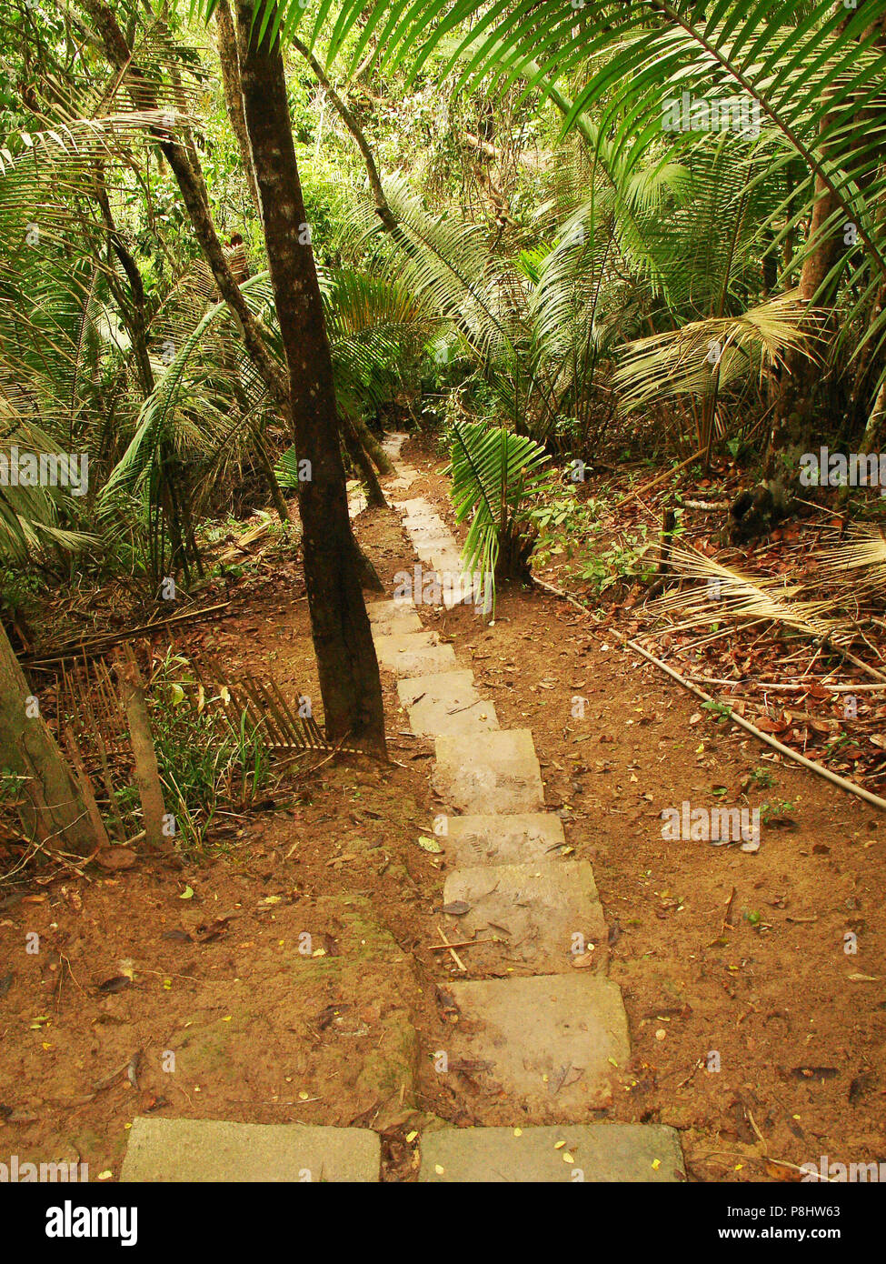 Trees, vegetation, Linhares, Espírito Santo, Brazil Stock Photo - Alamy