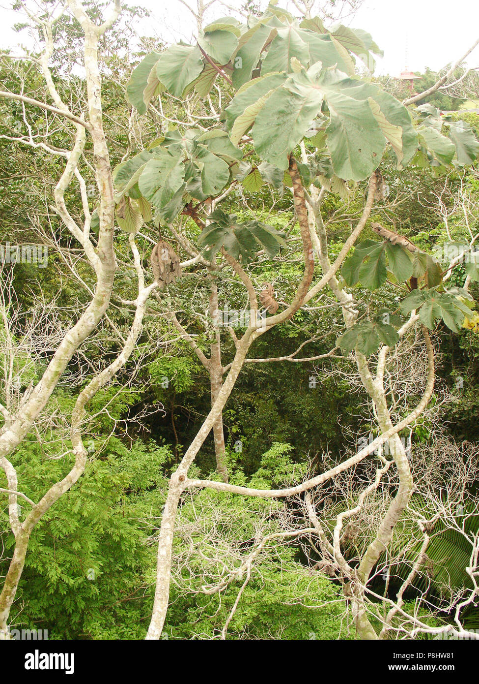 Trees, vegetation, Linhares, Espírito Santo, Brazil Stock Photo - Alamy