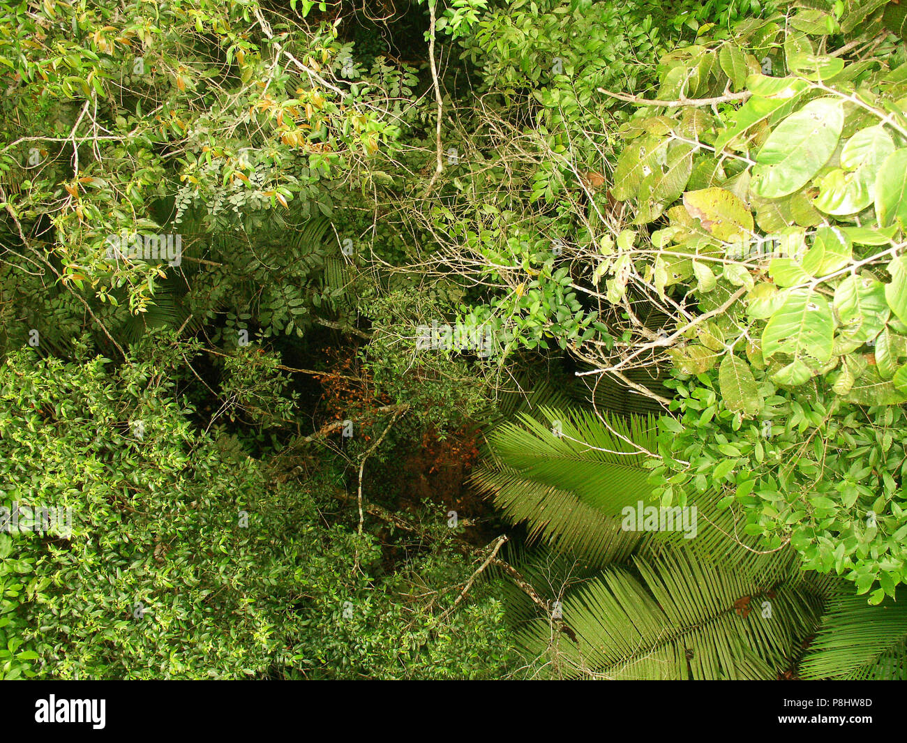 Trees, vegetation, Linhares, Espírito Santo, Brazil Stock Photo - Alamy