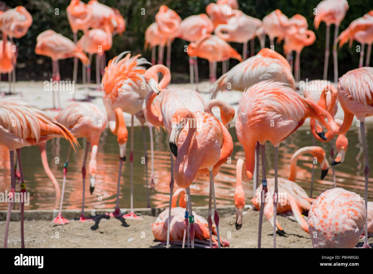 Group of Flamingos in the famous SeaWorld at San Diego Stock Photo - Alamy