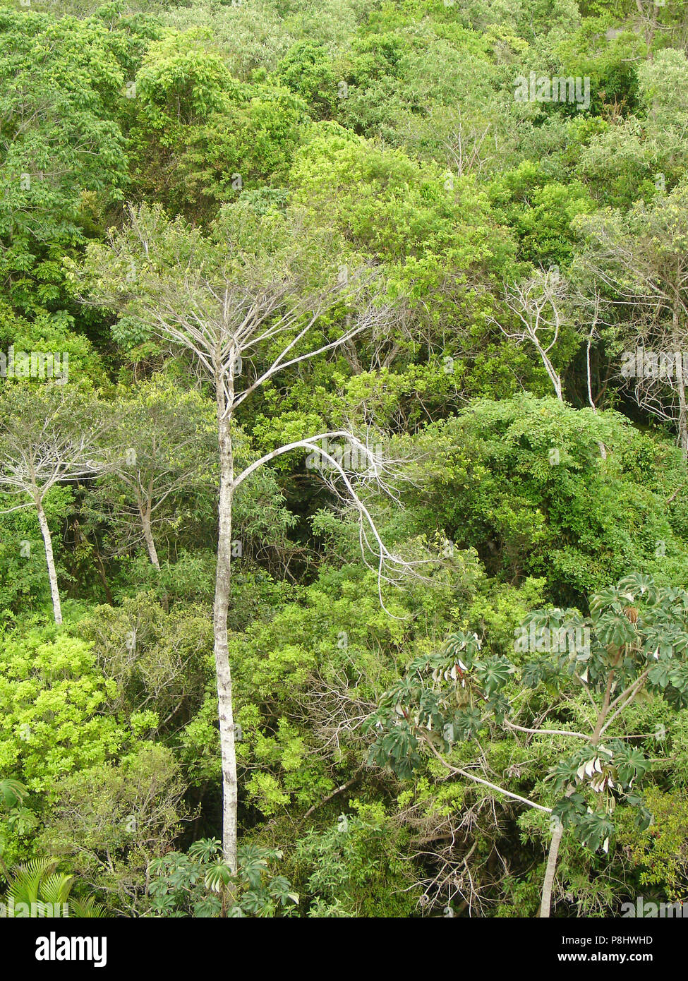 Trees, vegetation, Linhares, Espírito Santo, Brazil Stock Photo - Alamy