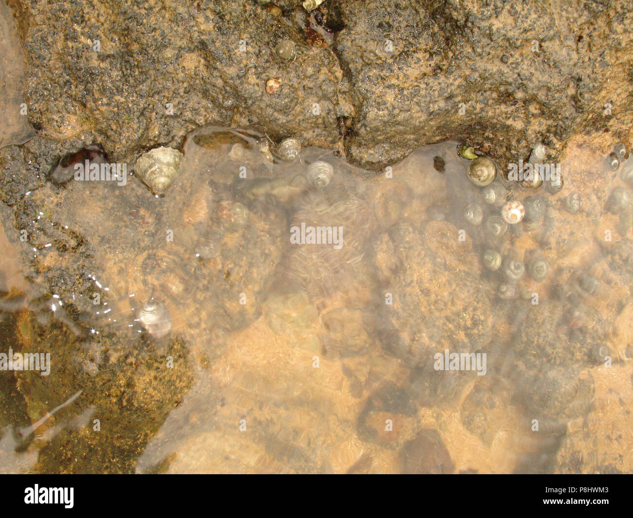 Snails, shell, worms, stones, Linhares, Espírito Santo, Brazil Stock ...