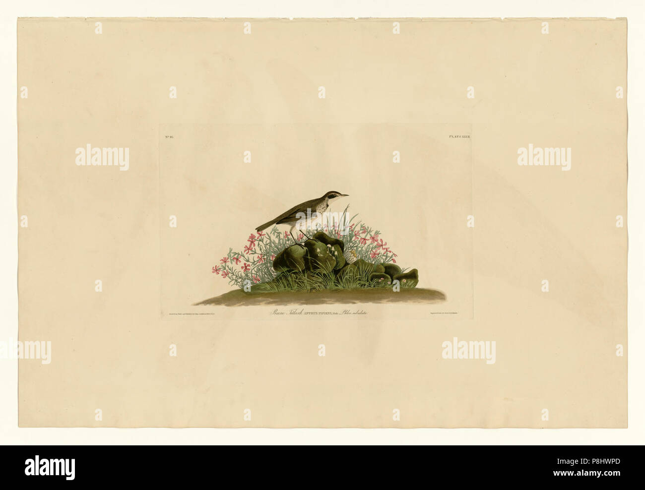 Titlark hi-res stock photography and images - Alamy