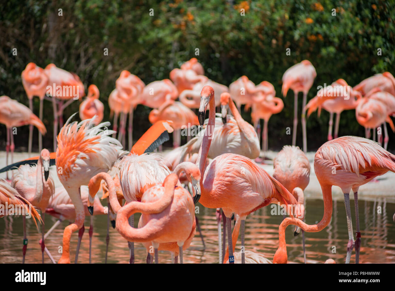 Group of Flamingos in the famous SeaWorld at San Diego Stock Photo - Alamy