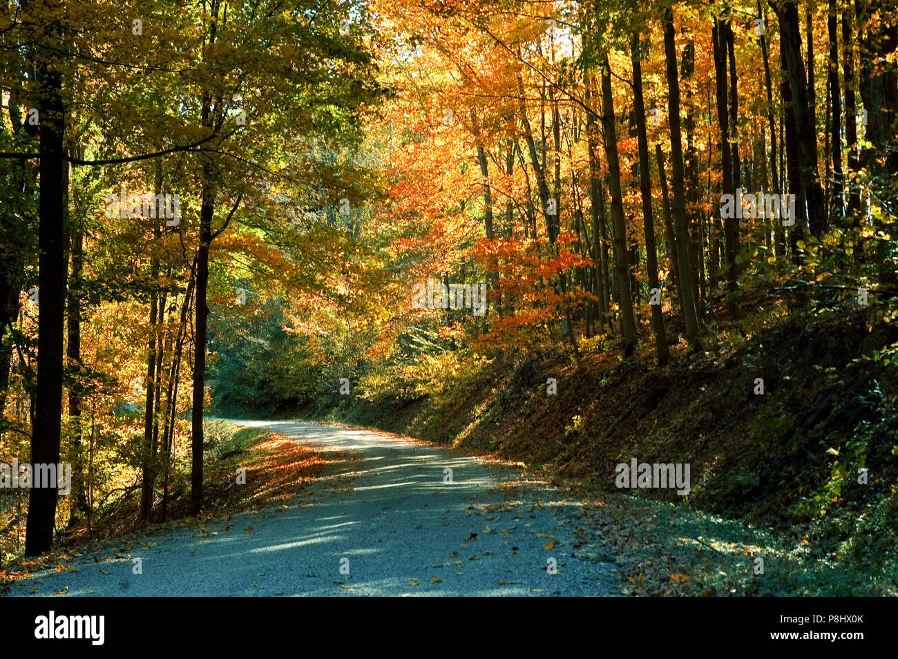 Winding road through the woods in the fall hi-res stock photography and ...