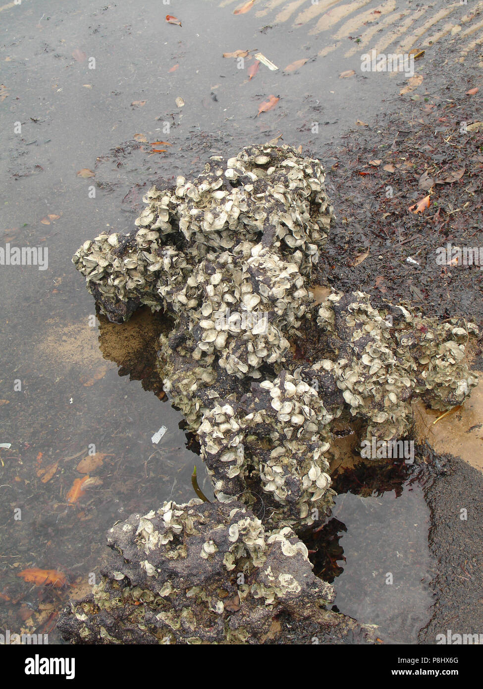 Aracruz High Resolution Stock Photography and Images - Alamy