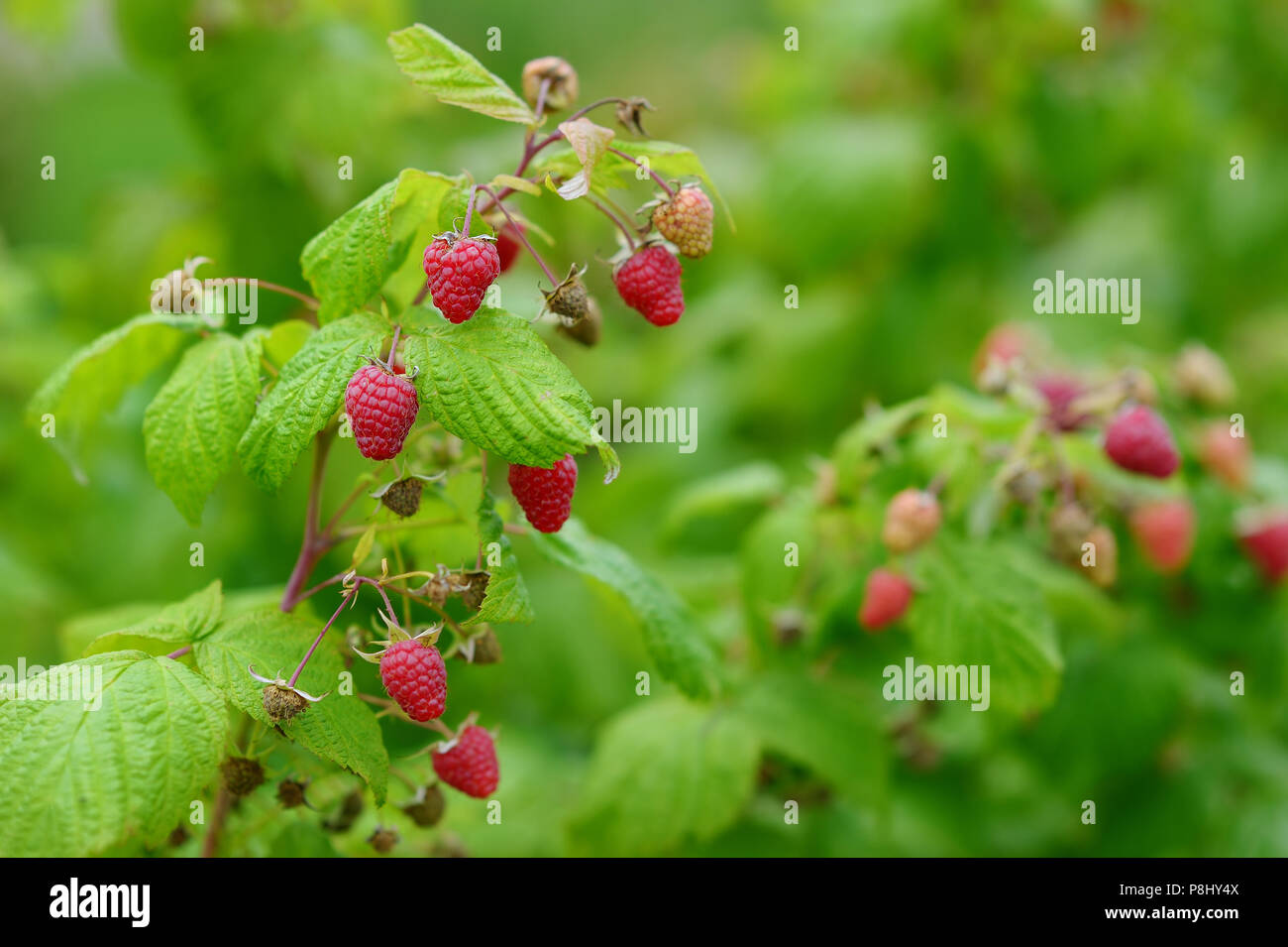 Organic ripe raspberries on bunch on a farm Stock Photo - Alamy