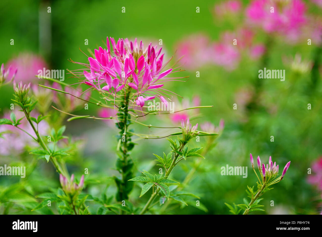 Beautiful spider flower in bloom (Cleome hassleriana Stock Photo - Alamy