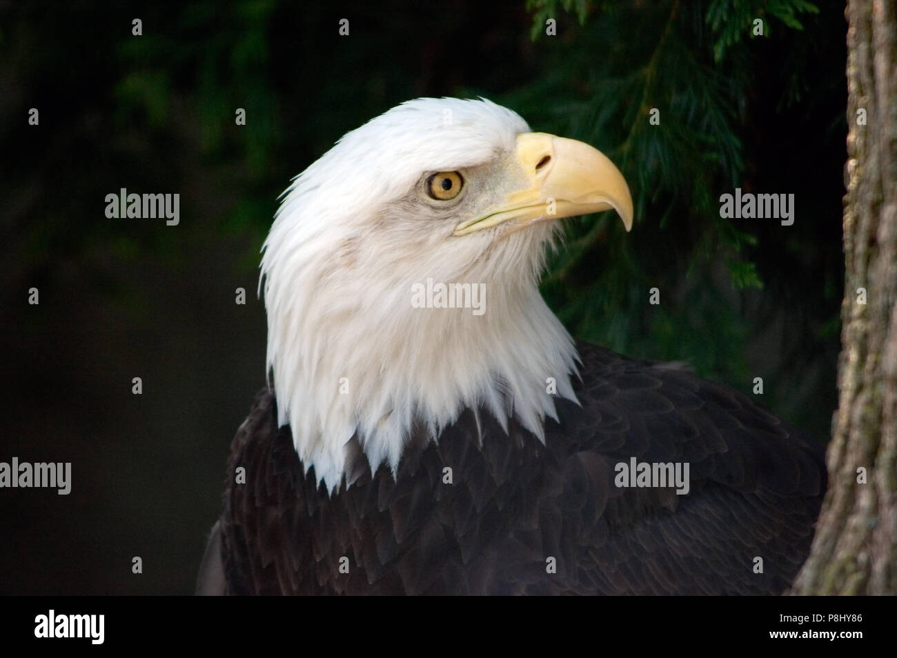 The national bird of the United States Of America, the majestic bald ...