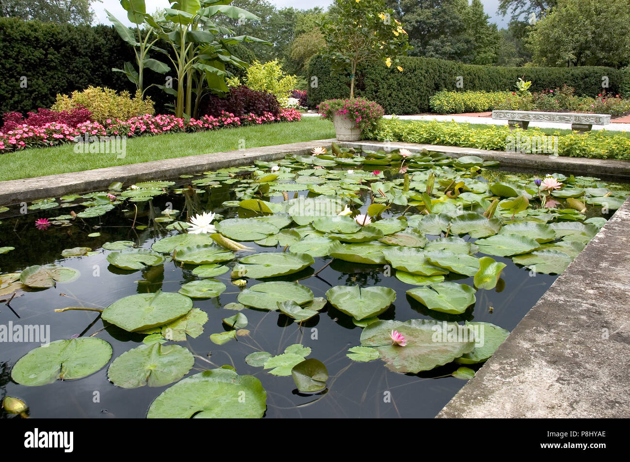 A beautiful formal water garden pond full of beautiful and colorful ...