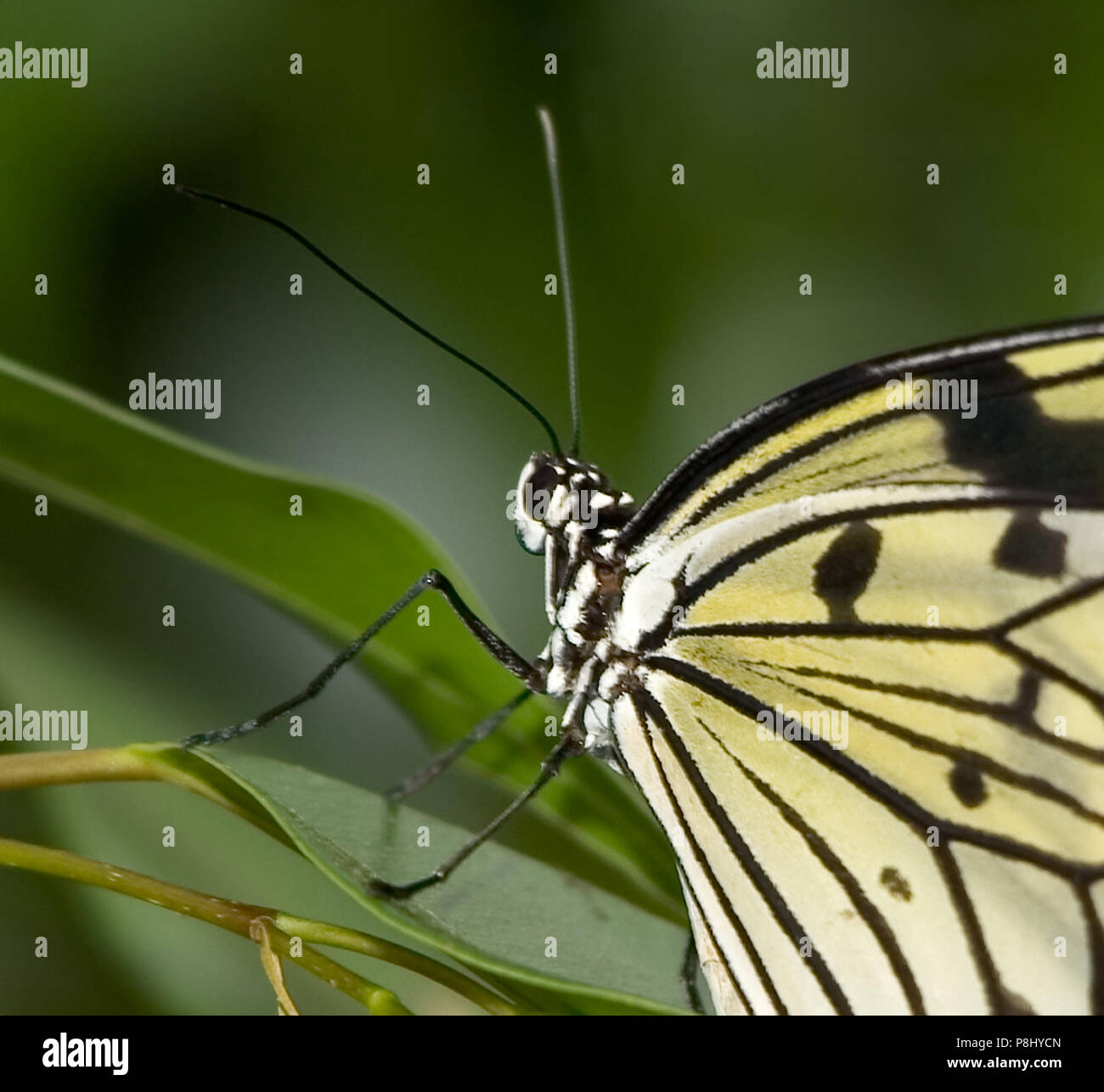 Extreme close-up of a beautiful butterfly Stock Photo - Alamy