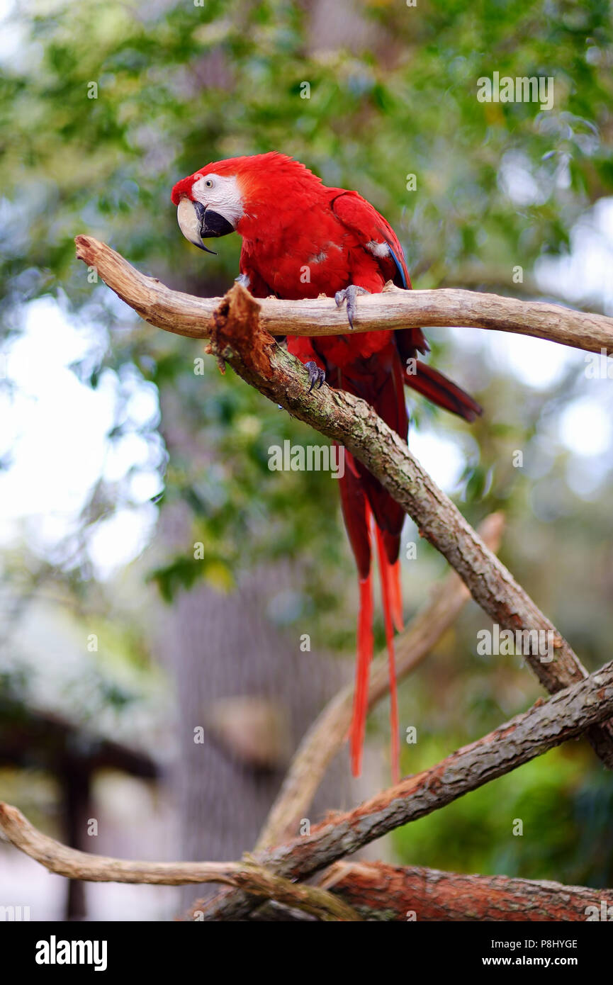 Red macaw parrot sitting on a branch Stock Photo - Alamy