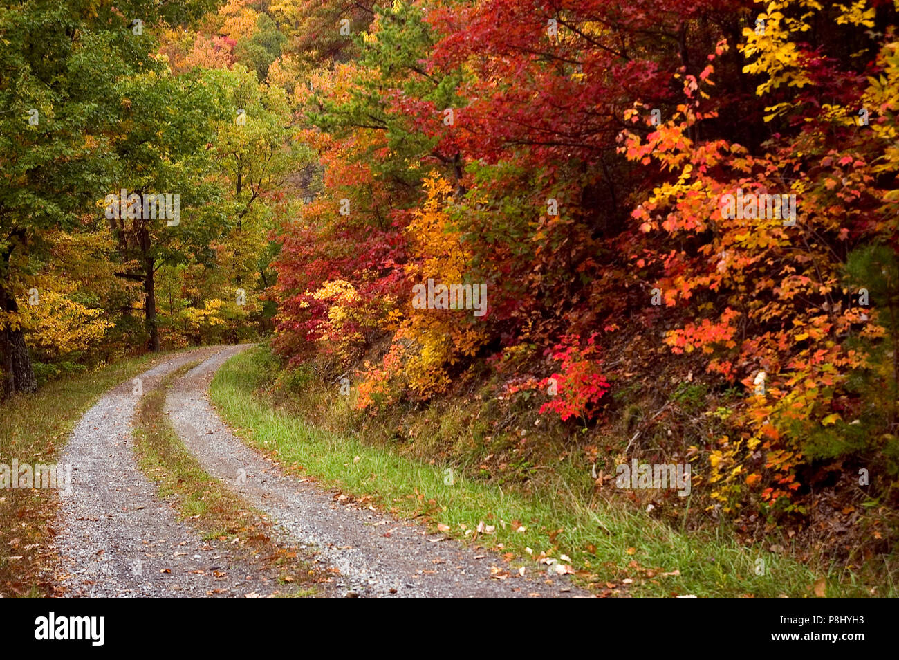 Beautiful Fall Trees