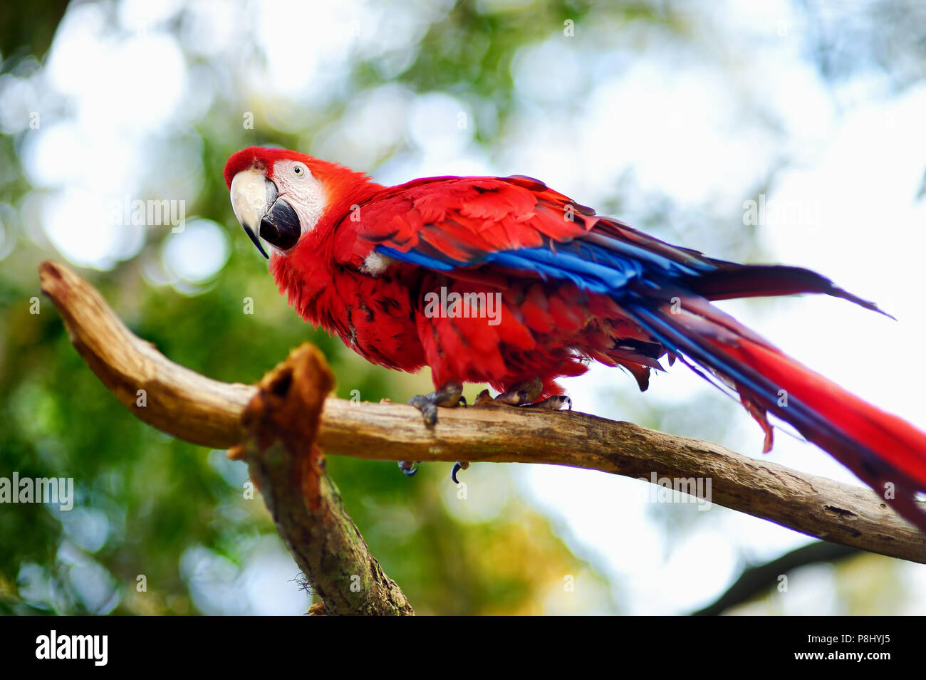Red macaw parrot sitting on a branch Stock Photo - Alamy