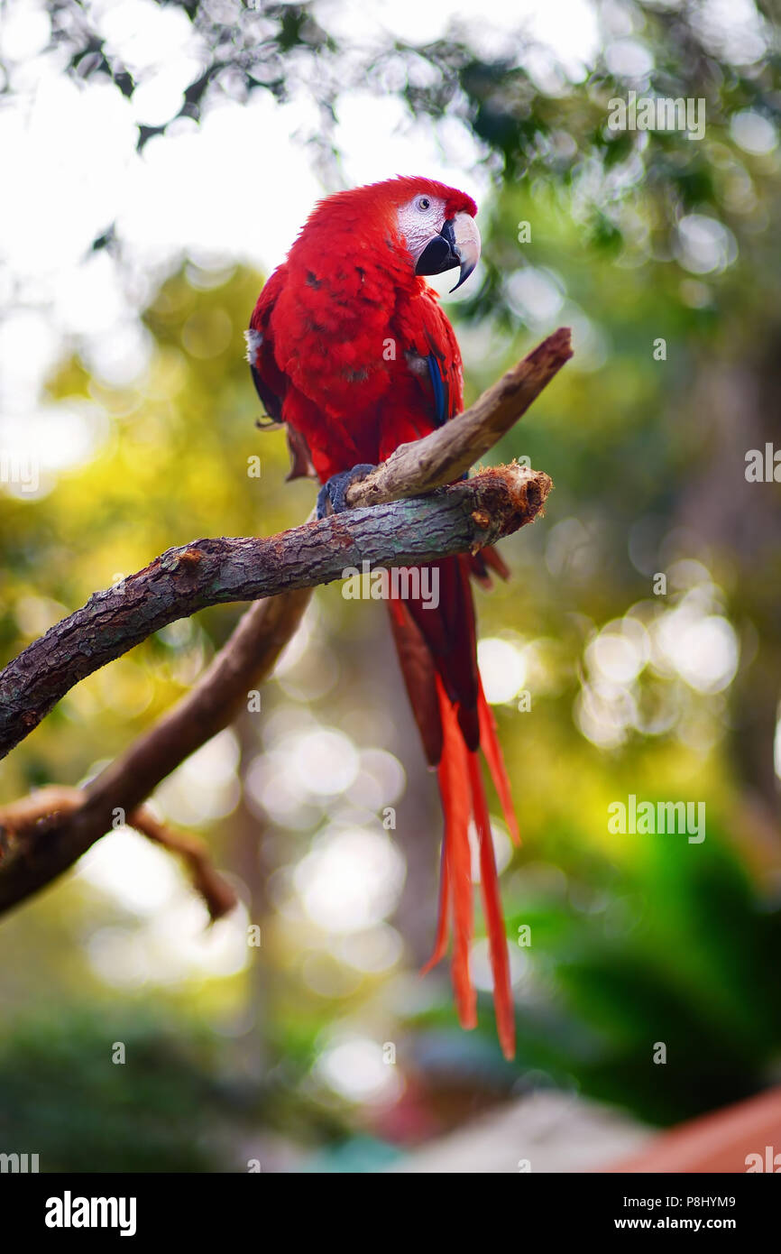 Red macaw parrot sitting on a branch Stock Photo - Alamy