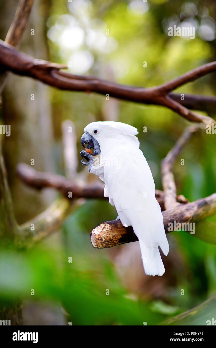 White cockatoo parrot hi-res stock photography and images - Alamy